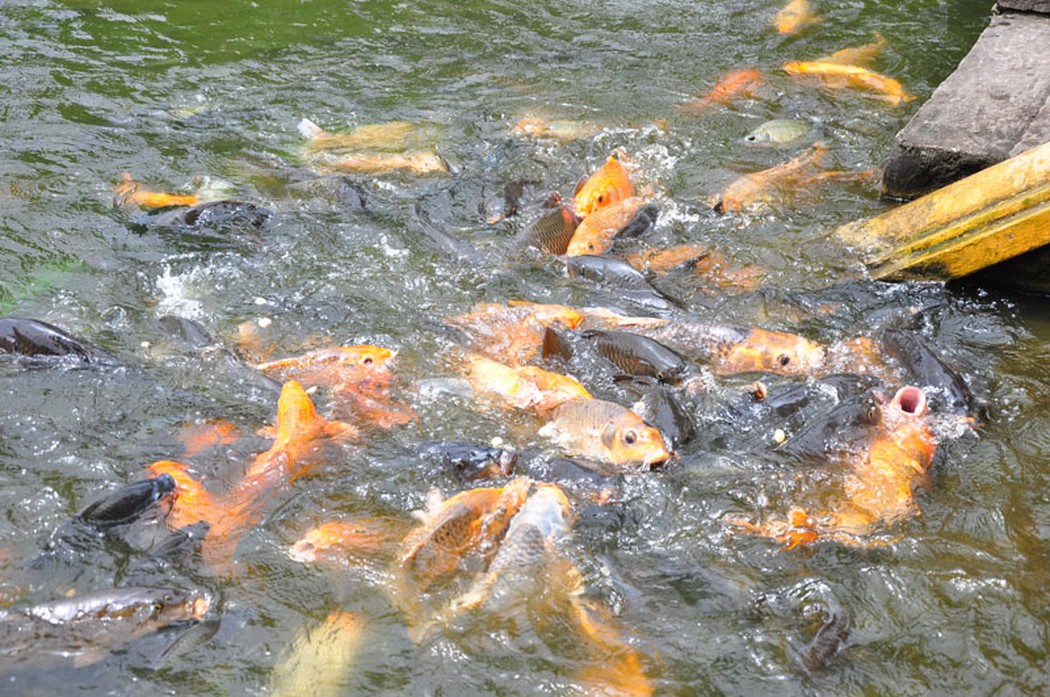 Câu chuyện ao cá và những bài học kinh doanh - CafeLand.Vn